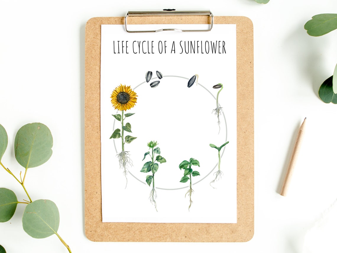 Life Cycle of a Sunflower, Homeschool Printable, Montessori Resource ...