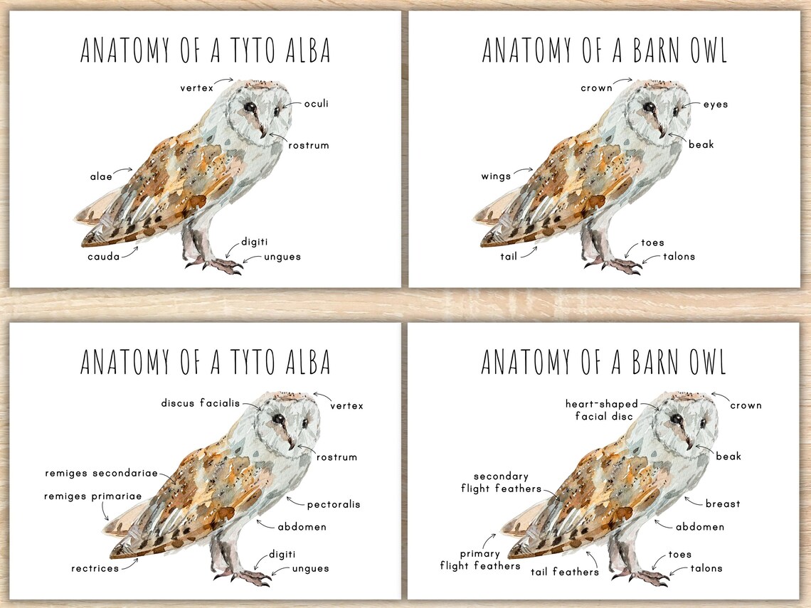 Owl Anatomy of an Owl Homeschool Printable Montessori Resource Anatomy ...