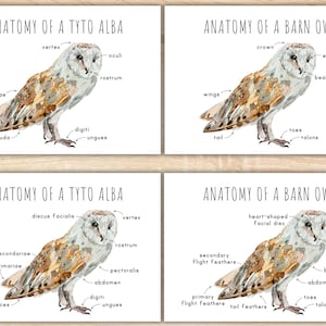 Owl Anatomy of an Owl Homeschool Printable Montessori Resource Anatomy ...