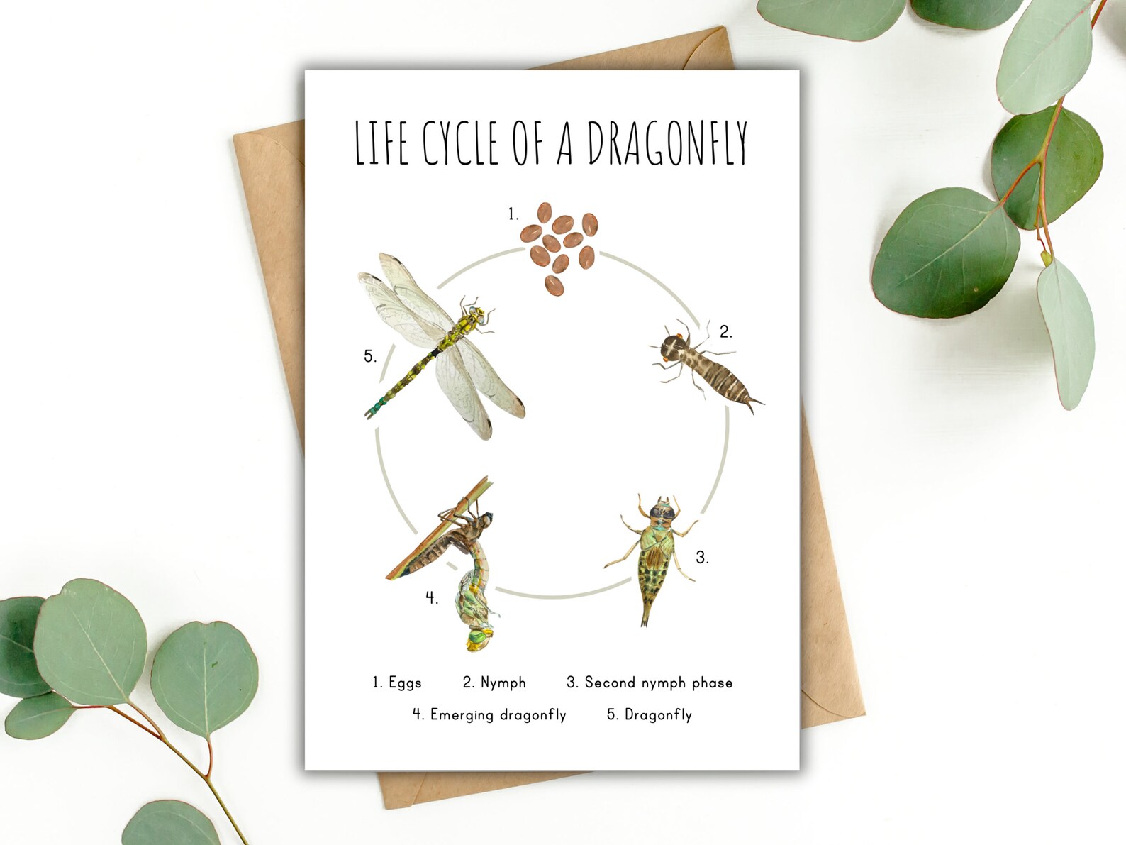 Life Cycle of a Dragonfly Homeschool Printable Montessori Resource Life ...