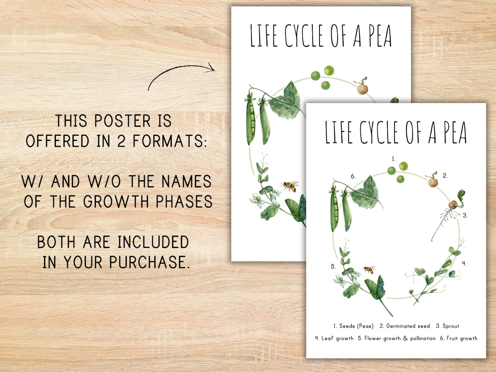 Life Cycle of a Pea Homeschool Printable Montessori Resource Life Cycle ...