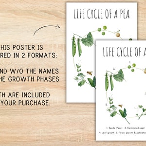 Life Cycle of a Pea Homeschool Printable Montessori Resource Life Cycle ...