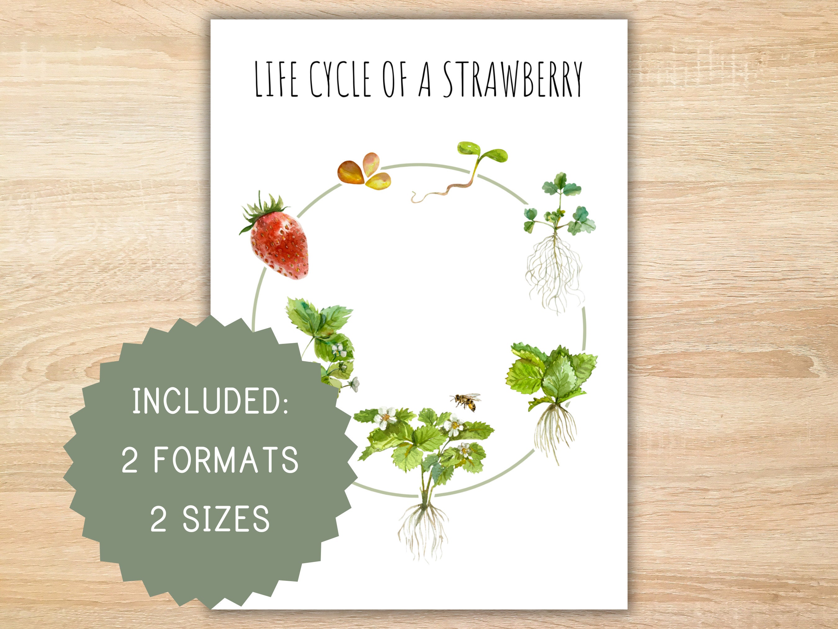 Life Cycle of a Strawberry Homeschool Printable Montessori Resource ...