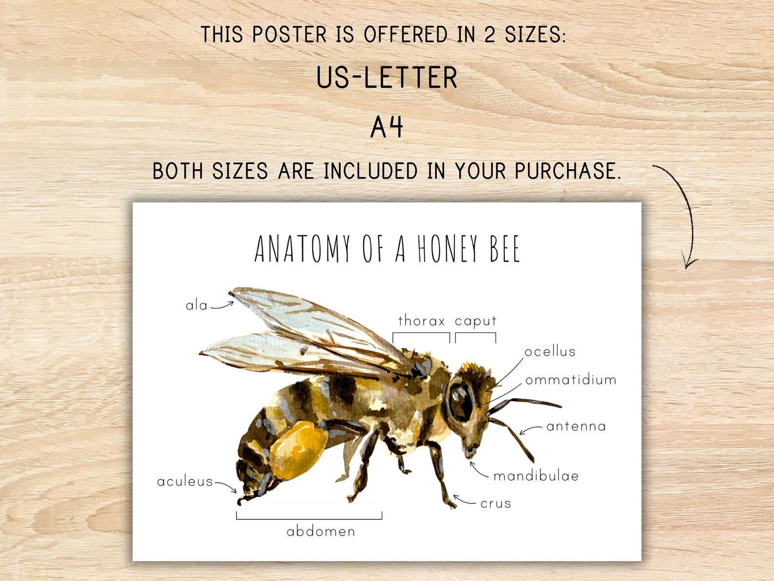 Anatomy of a Honey Bee Homeschool Printable Montessori Resource Anatomy ...