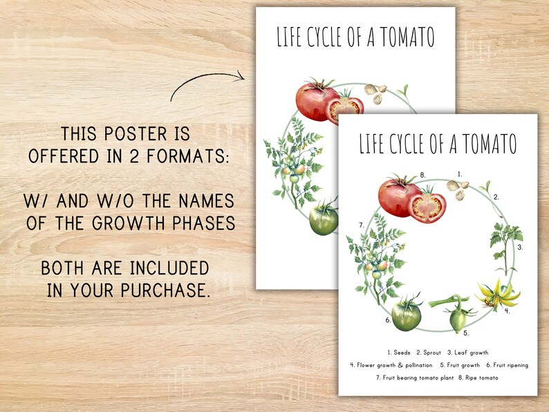 Life Cycle of a Tomato Homeschool Printable Montessori Resource Life ...