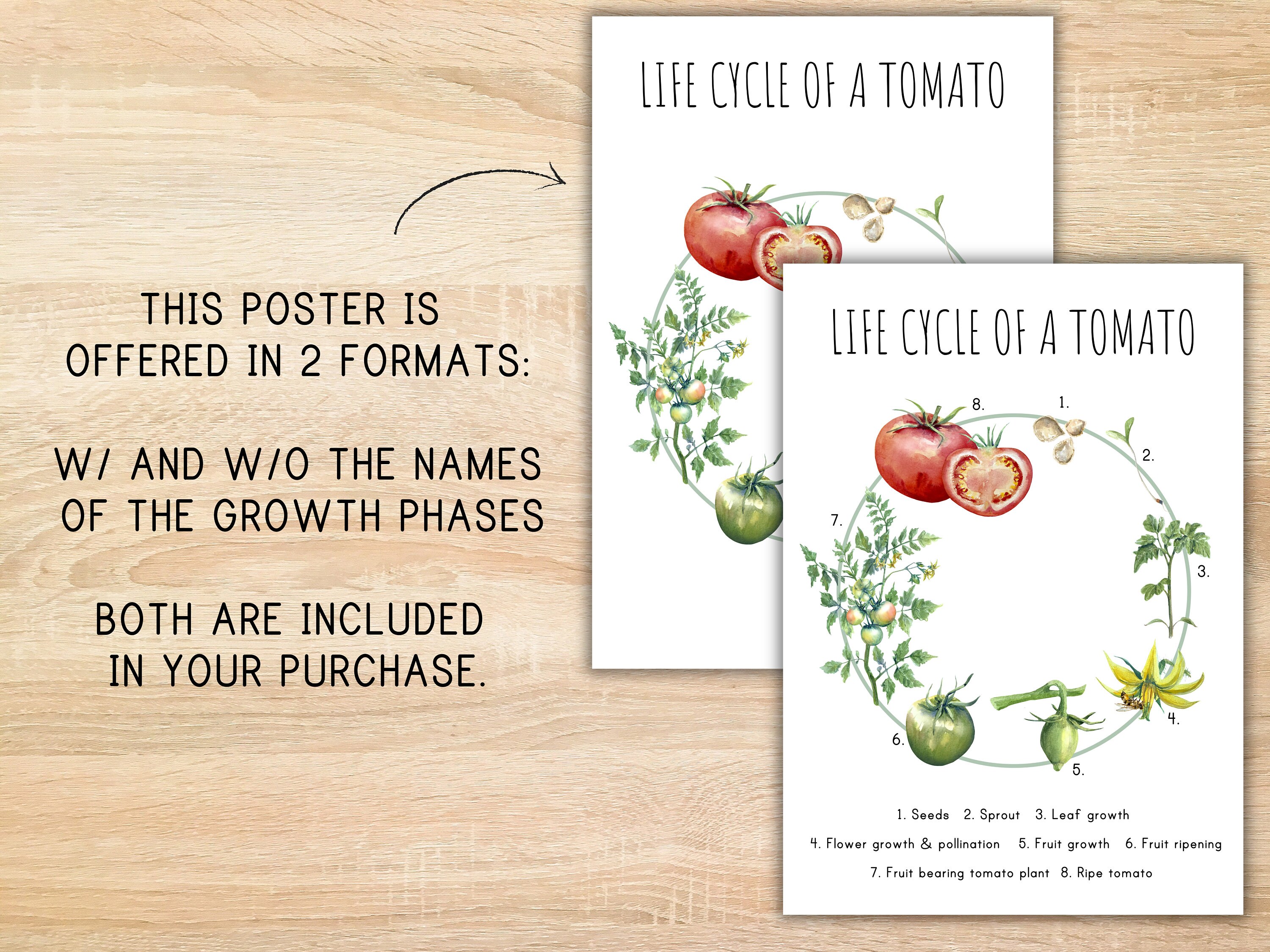 Life Cycle of a Tomato Homeschool Printable Montessori Resource Life ...