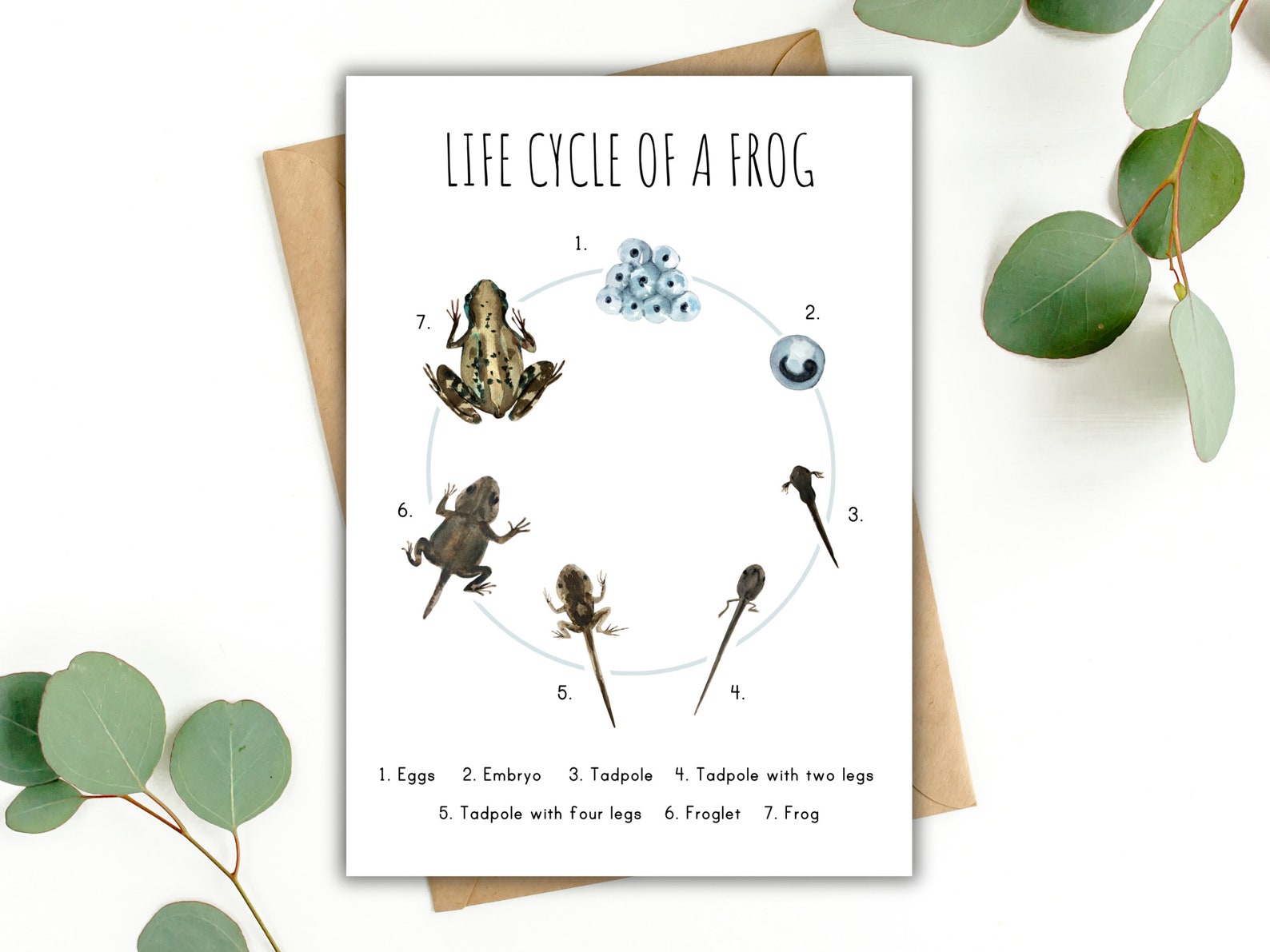 Frog Life Cycle of a Frog Homeschool Printable Montessori Resource Life ...
