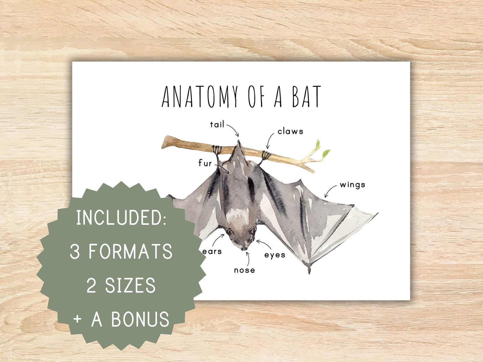 Bat Anatomy of a Bat Homeschool Printable Montessori Resource Anatomy ...