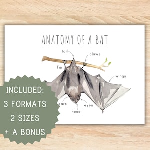 Bat Anatomy of a Bat Homeschool Printable Montessori Resource Anatomy ...