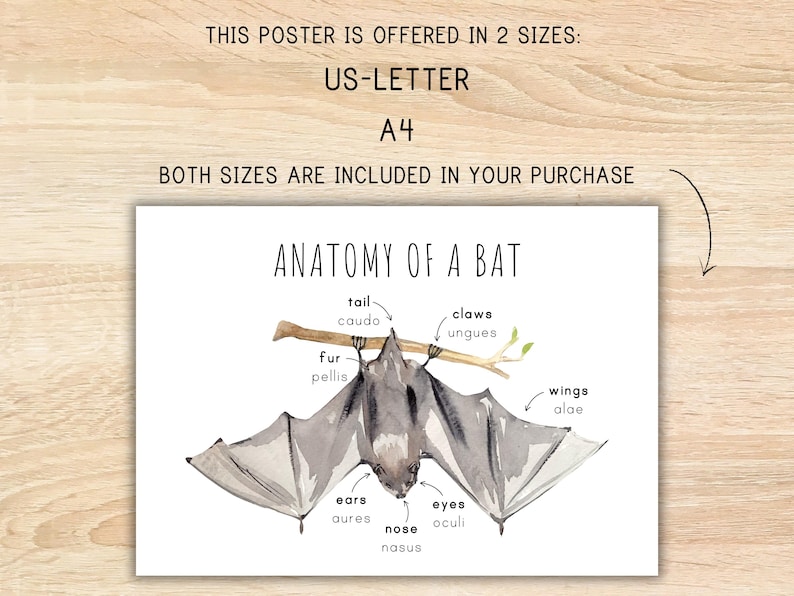 Bat Anatomy of a Bat Homeschool Printable Montessori Resource Anatomy ...
