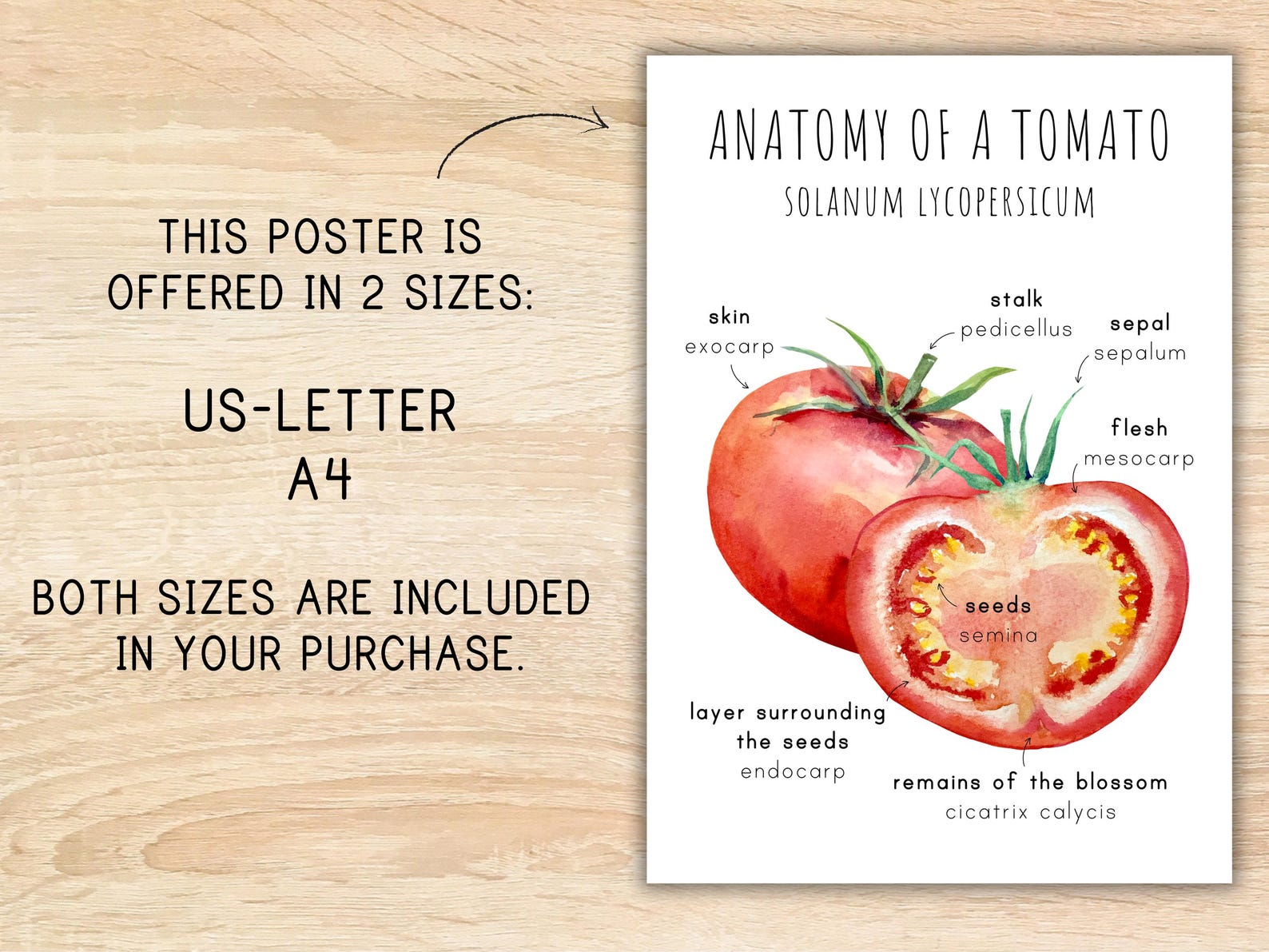 Anatomy of a Tomato Fruit Homeschool Printable Montessori Resource ...