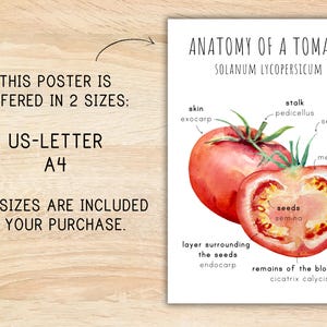 Anatomy of a Tomato Fruit Homeschool Printable Montessori Resource ...