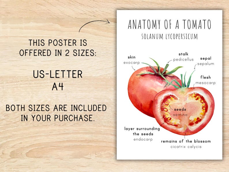 Anatomy of a Tomato Fruit Homeschool Printable Montessori Resource ...