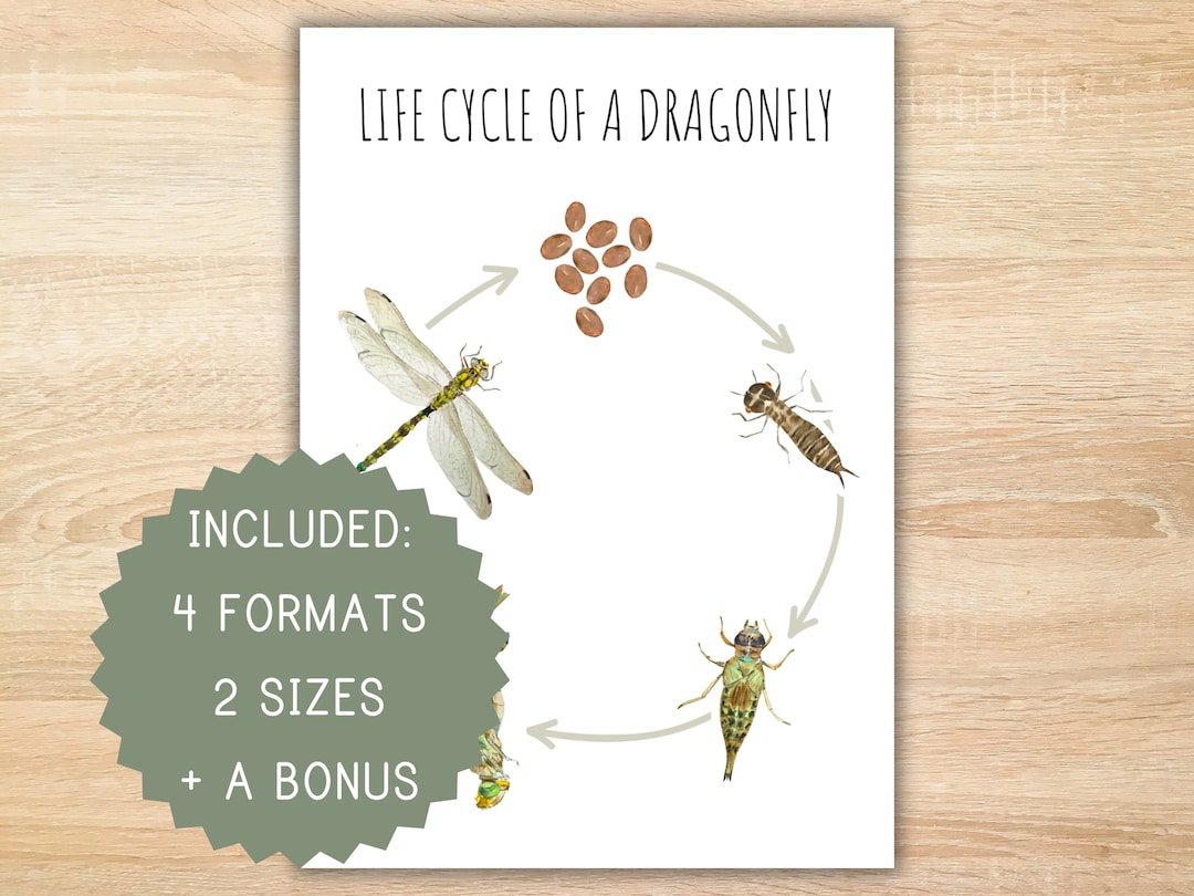 Life Cycle of a Dragonfly Homeschool Printable Montessori Resource Life ...