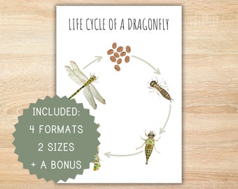 Dragonfly Life-cycle Poster (printable PDF) - Etsy UK