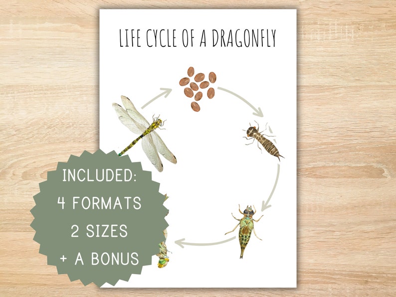 Life Cycle of a Dragonfly Homeschool Printable Montessori Resource Life ...