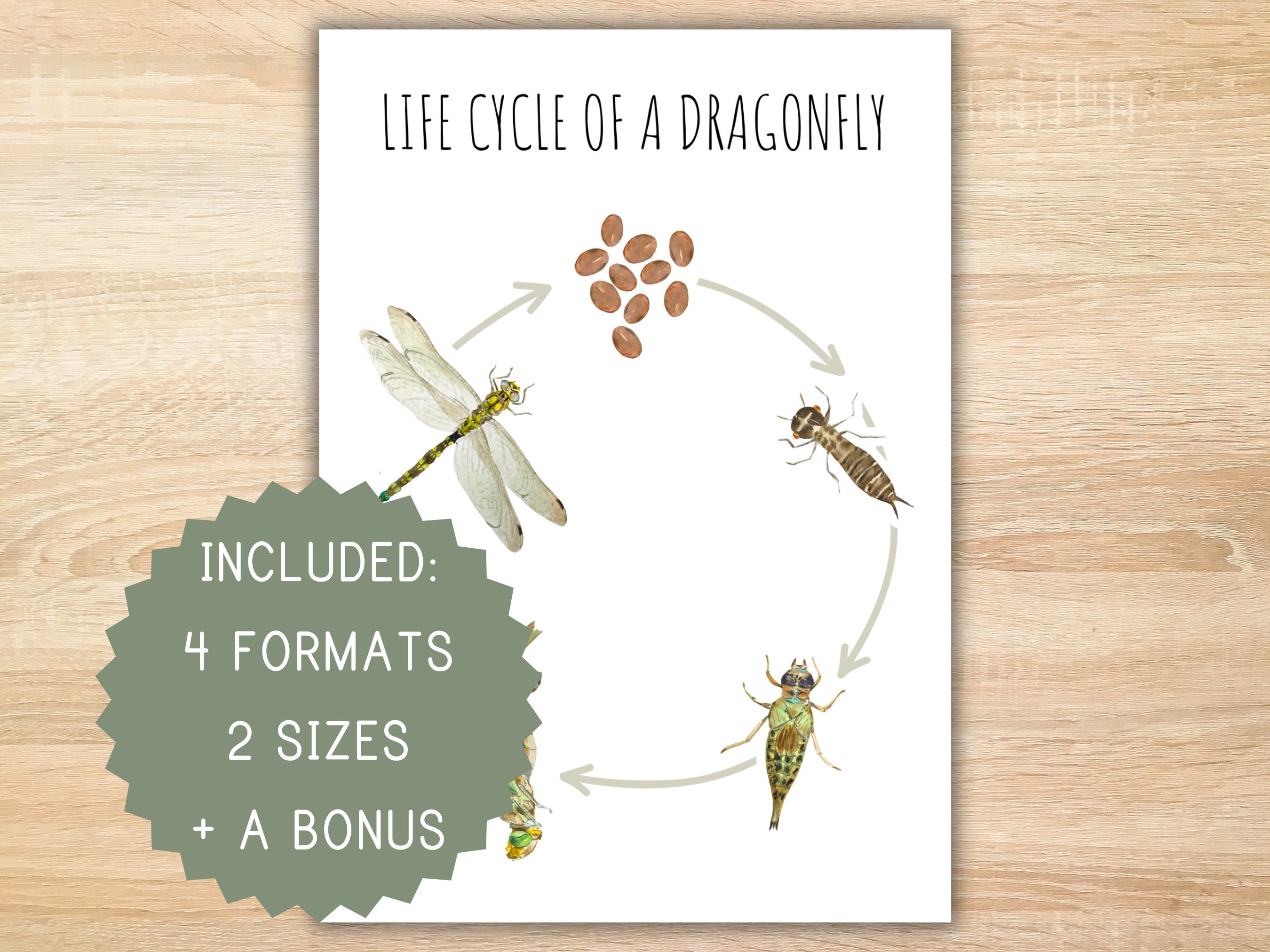 Life Cycle of a Dragonfly Homeschool Printable Montessori Resource Life ...