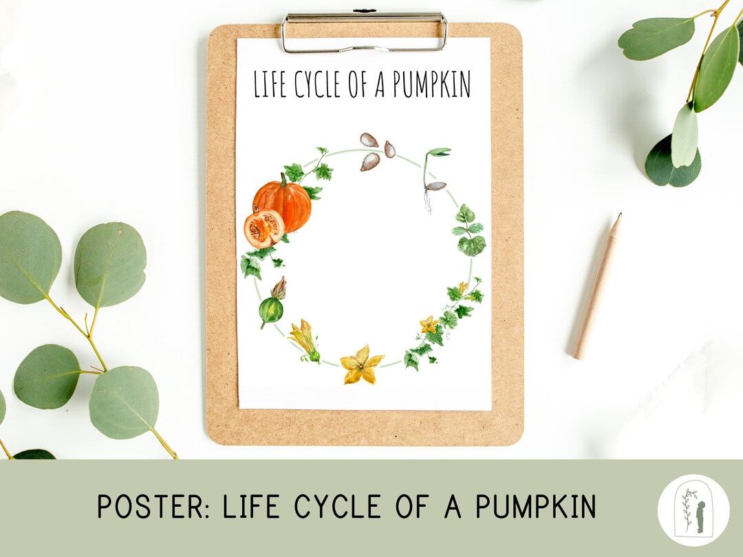 Life Cycle of a Pumpkin Homeschool Printable Montessori - Etsy