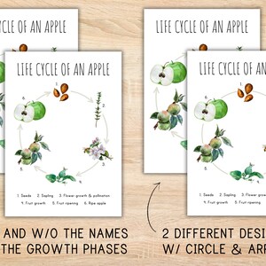 Life Cycle of a Green Apple Homeschool Printable Montessori Resource ...