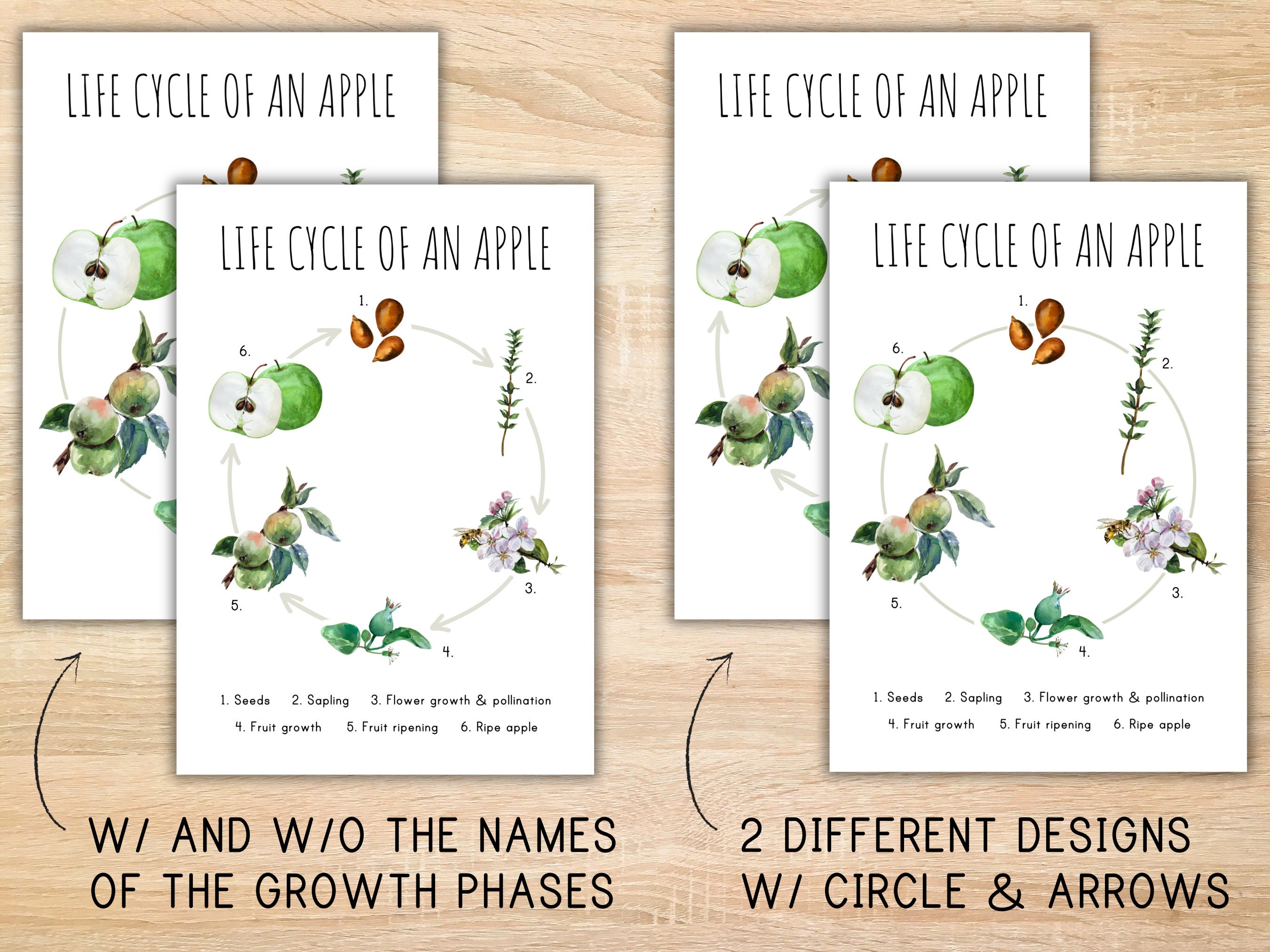 Life Cycle of a Green Apple Homeschool Printable Montessori Resource ...