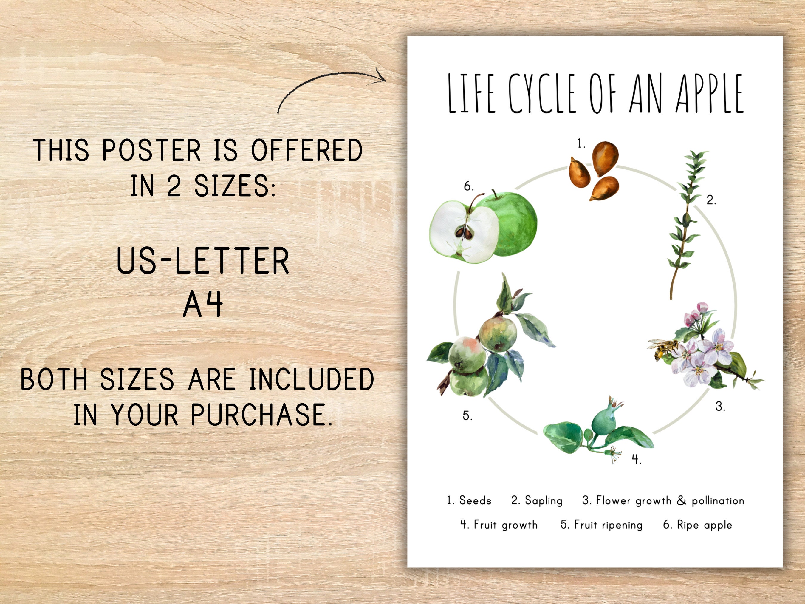 Life Cycle of a Green Apple Homeschool Printable Montessori Resource ...