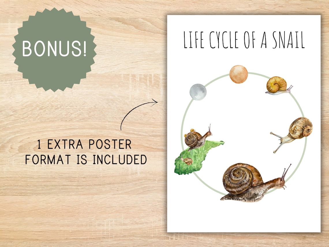 Life Cycle of a Snail Homeschool Printable Montessori Resource Life ...