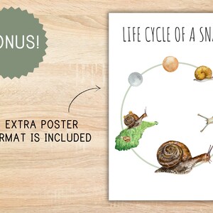 Life Cycle of a Snail Homeschool Printable Montessori Resource Life ...