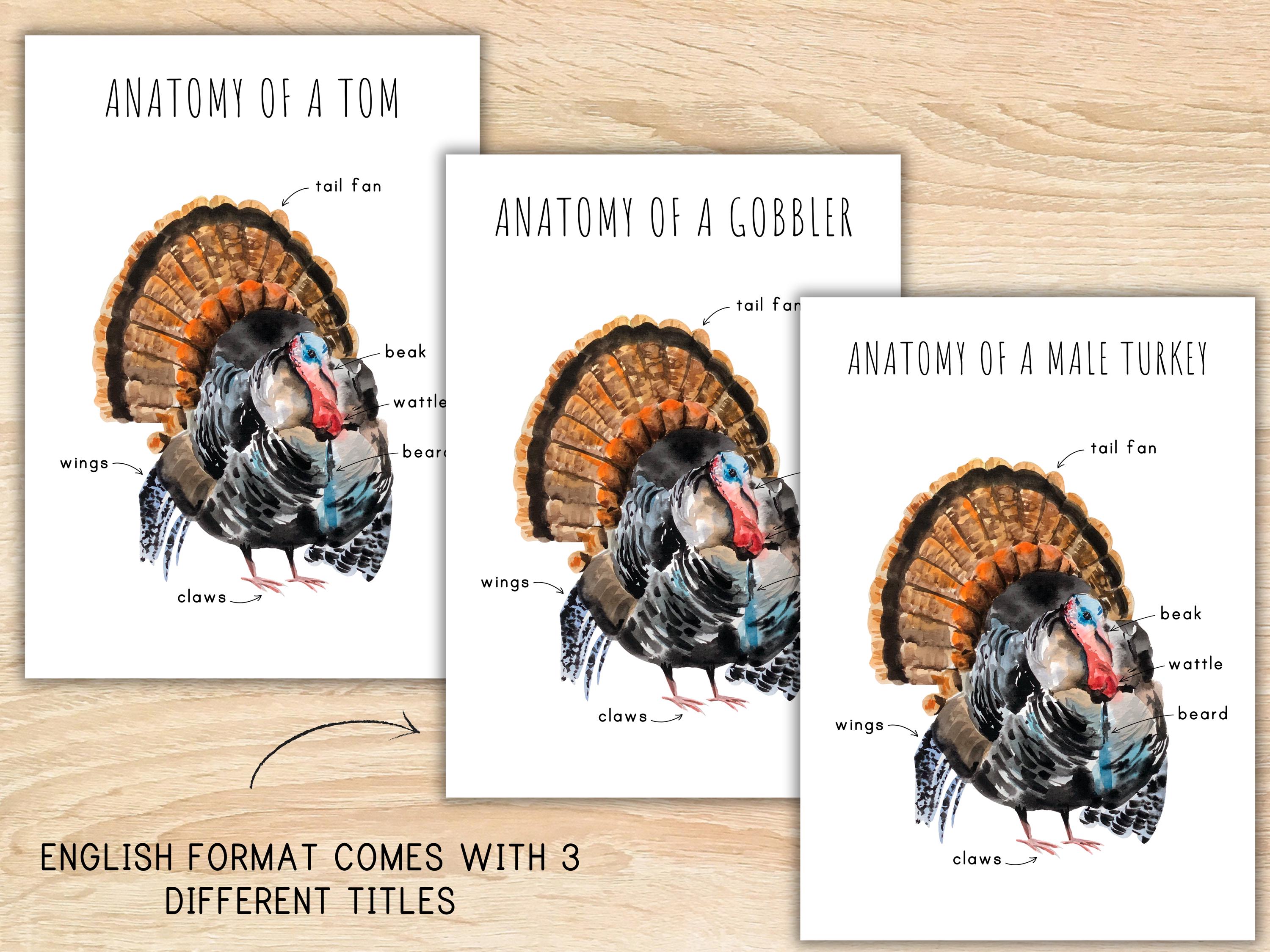 Anatomy of a Turkey Homeschool Printable Montessori Resource Anatomy ...