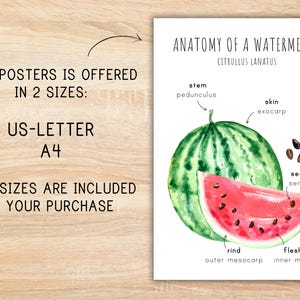 Anatomy of a Watermelon Homeschool Printable Montessori Resource ...
