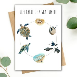 Life Cycle of a Sea Turtle Homeschool Learning Resource Montessori ...