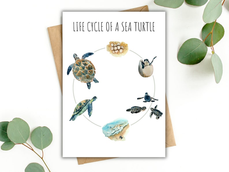 Life Cycle of a Sea Turtle Homeschool Learning Resource Montessori ...