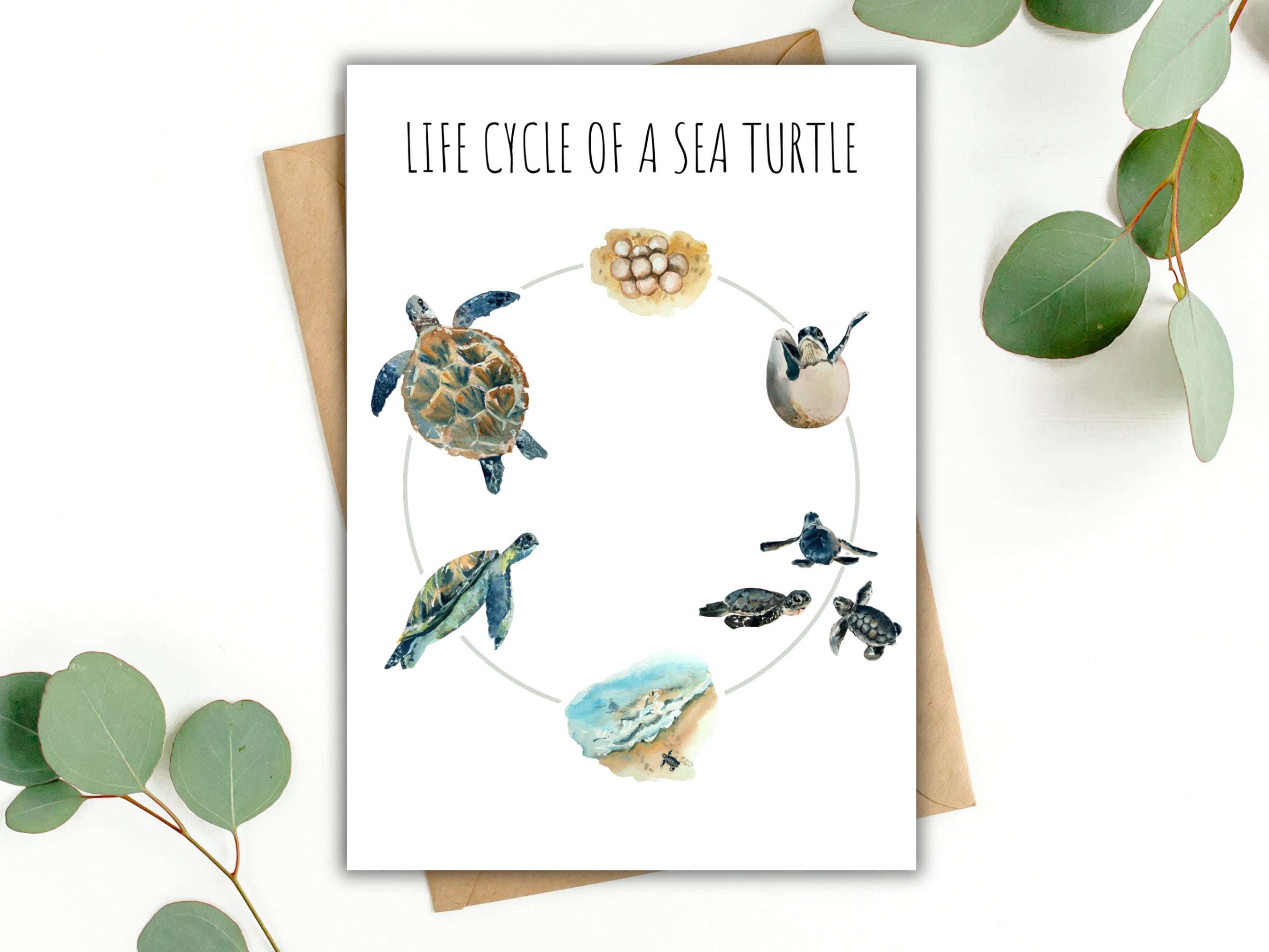 Life Cycle of a Sea Turtle Homeschool Learning Resource Montessori ...