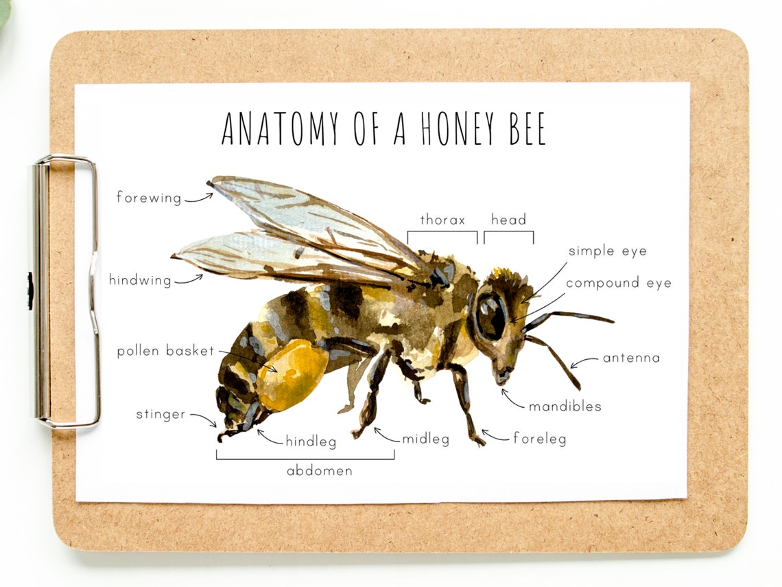 Anatomy of a Honey Bee Homeschool Printable Montessori Resource Anatomy ...