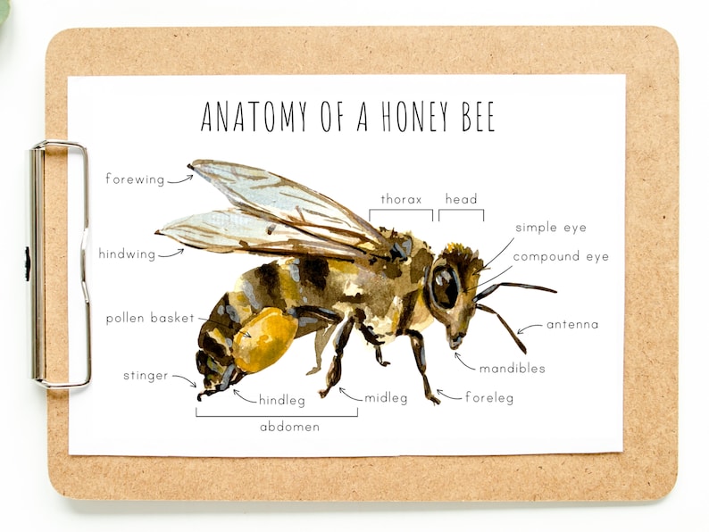 Anatomy of a Honey Bee Homeschool Printable Montessori Resource Anatomy ...
