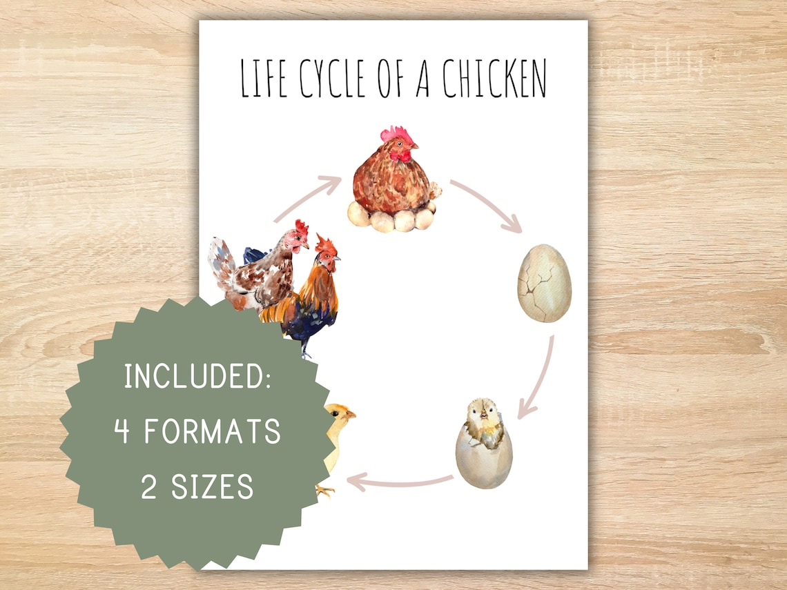 Chicken Life Cycle of a Chicken Homeschool Printable Montessori ...
