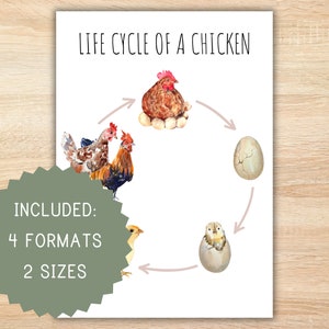 Chicken Life Cycle of a Chicken Homeschool Printable Montessori ...