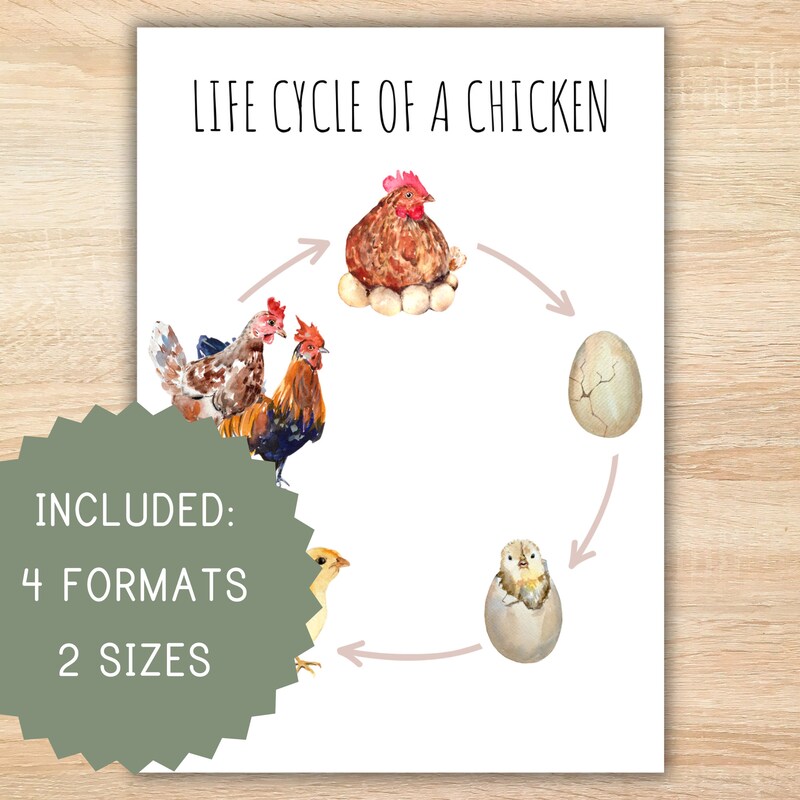 Chicken Poster - Etsy