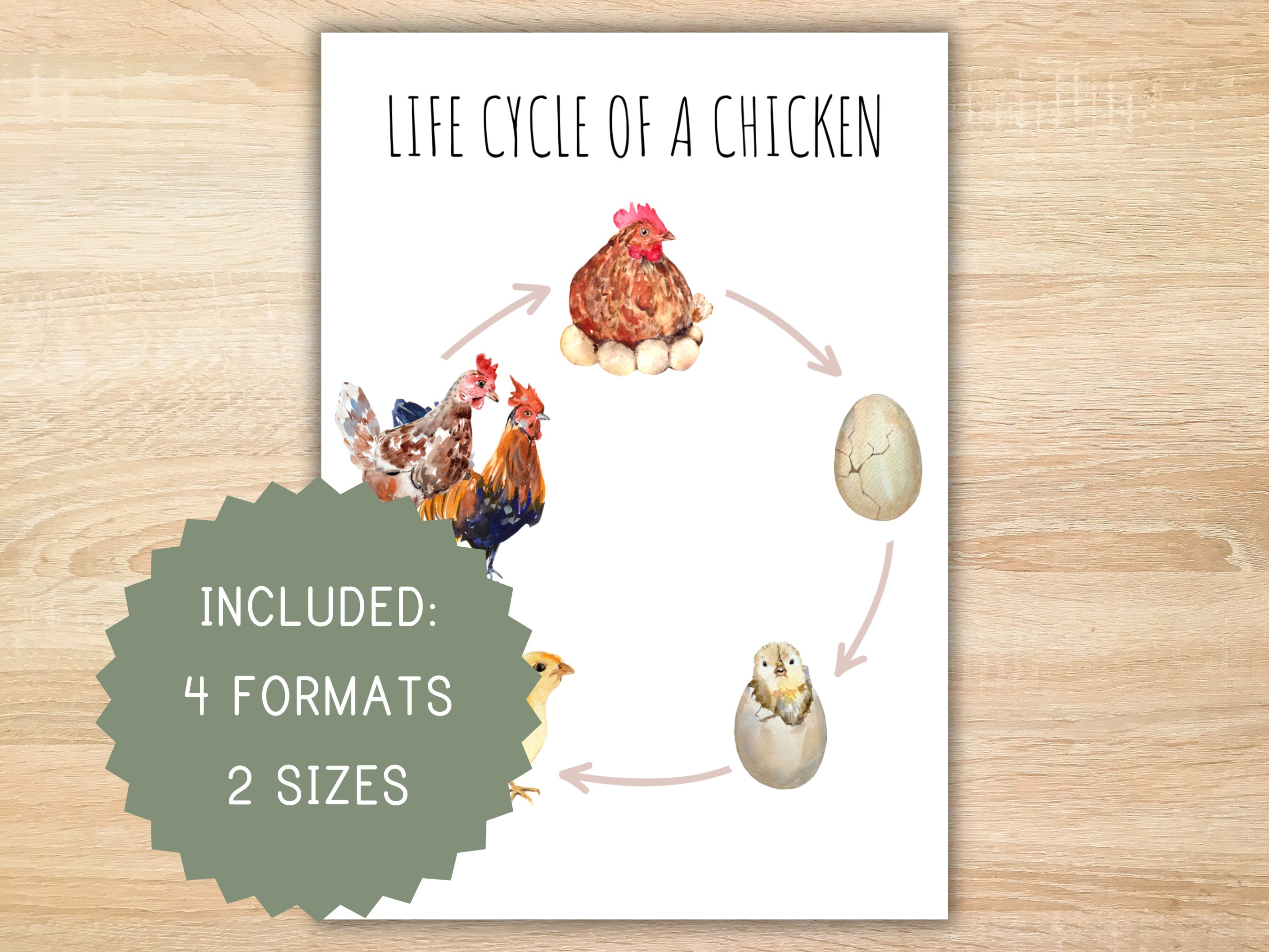 Chicken Life Cycle of a Chicken Homeschool Printable Montessori ...