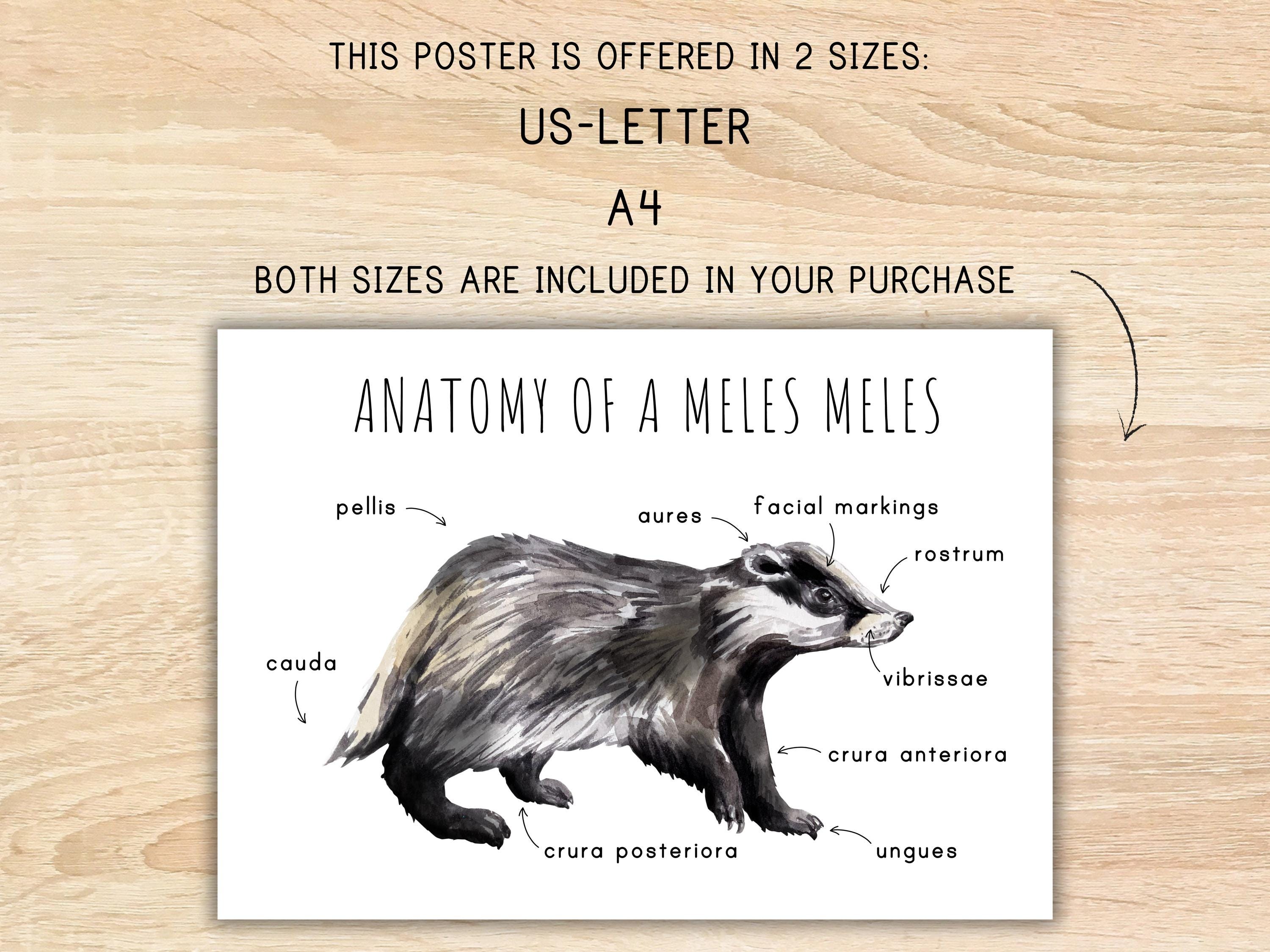 Badger Anatomy of a Badger Homeschool Printable Montessori Resource ...