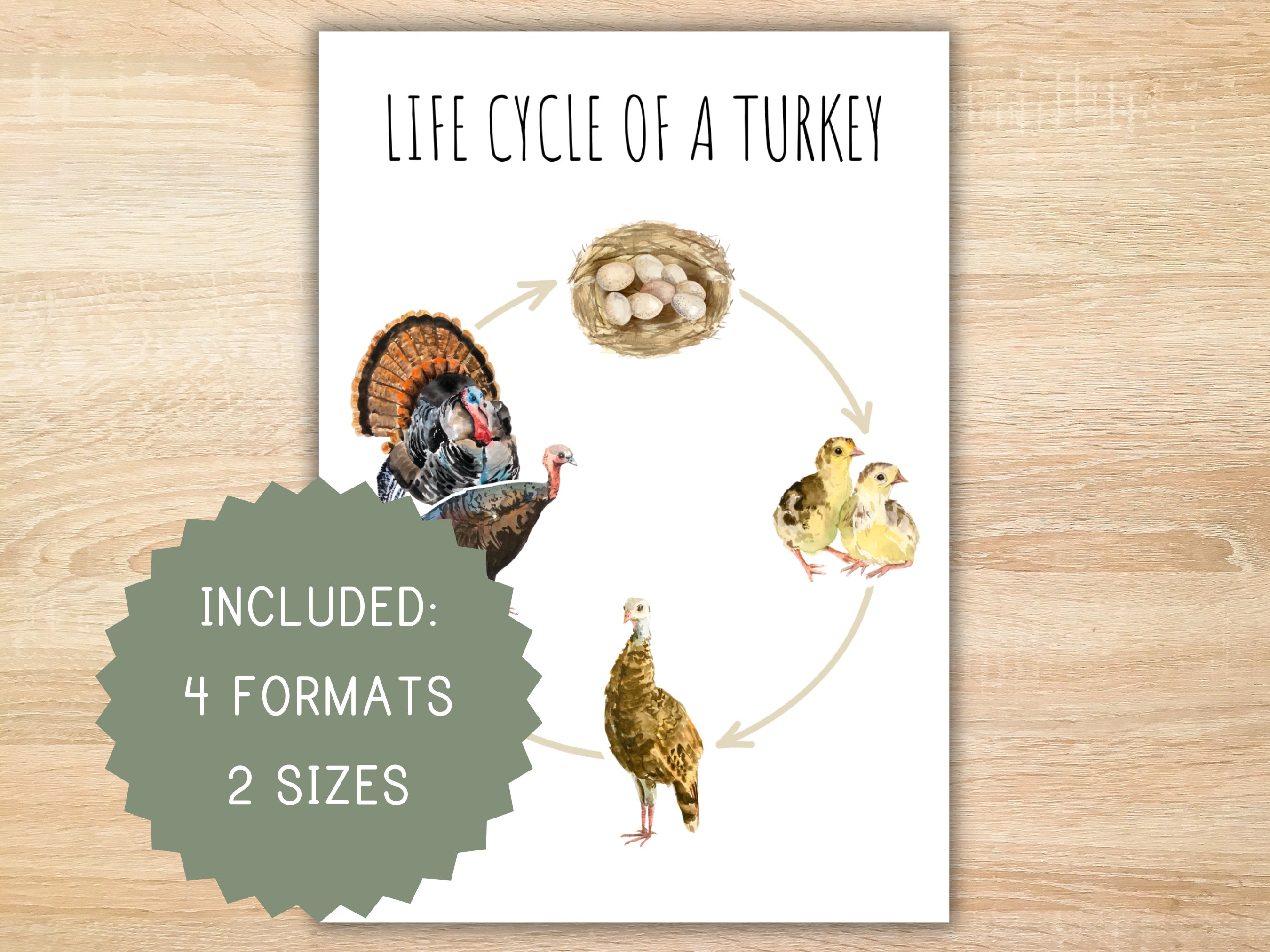 Life Cycle of a Turkey Homeschool Printable Montessori Resource Life ...