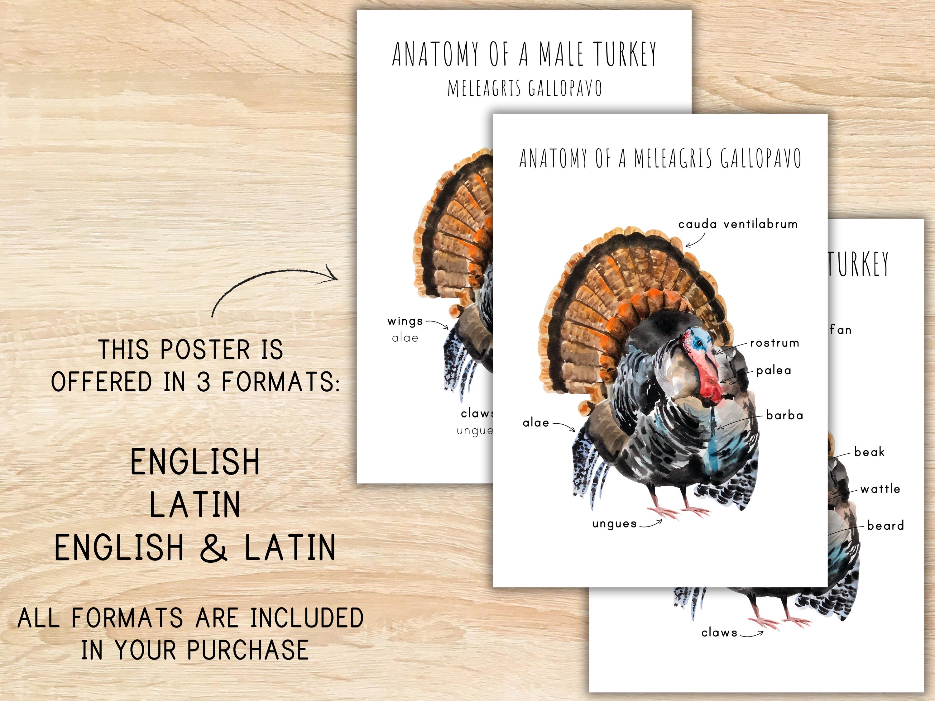 Anatomy of a Turkey Homeschool Printable Montessori Resource Anatomy ...