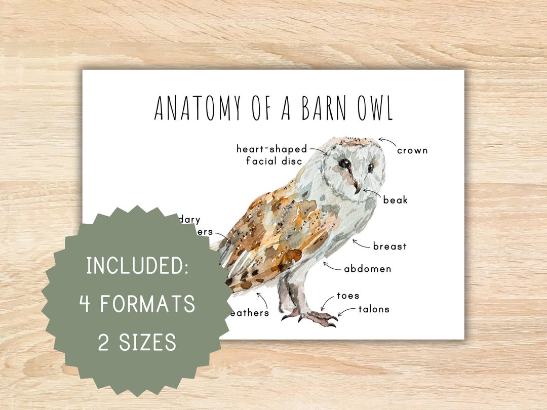 Owl Anatomy of an Owl Homeschool Printable Montessori Resource Anatomy ...