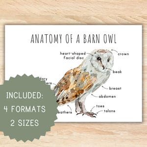 Owl Anatomy of an Owl Homeschool Printable Montessori Resource Anatomy ...