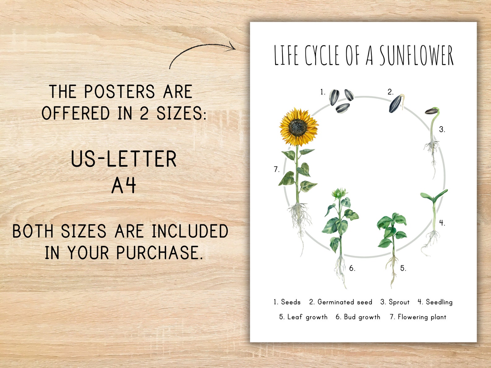Life Cycle of a Sunflower, Homeschool Printable, Montessori Resource ...