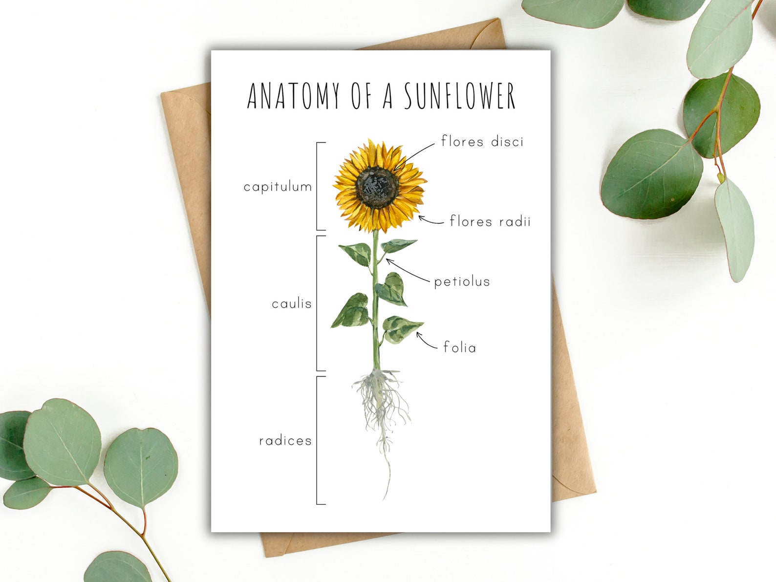 Anatomy of a Sunflower Homeschool Printable Montessori Resource Anatomy ...