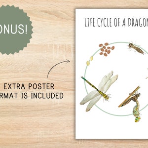 Life Cycle of a Dragonfly Homeschool Printable Montessori Resource Life ...