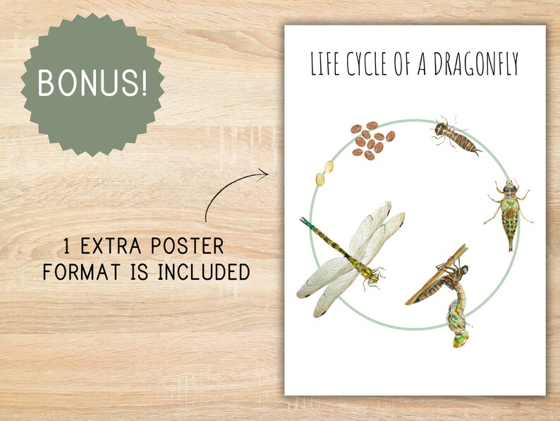 Life Cycle of a Dragonfly Homeschool Printable Montessori Resource Life ...