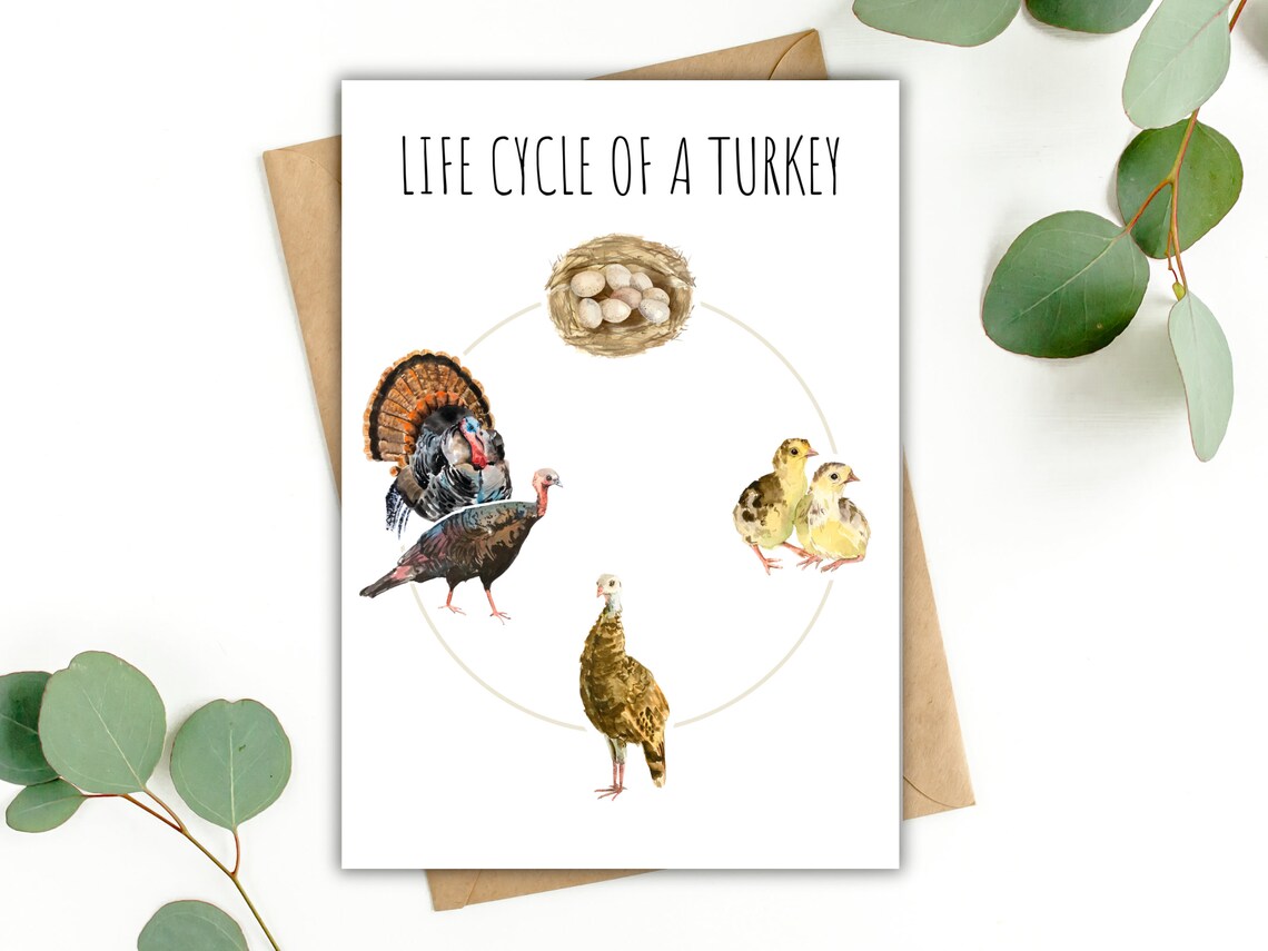 Life Cycle of a Turkey Homeschool Printable Montessori Resource Life ...