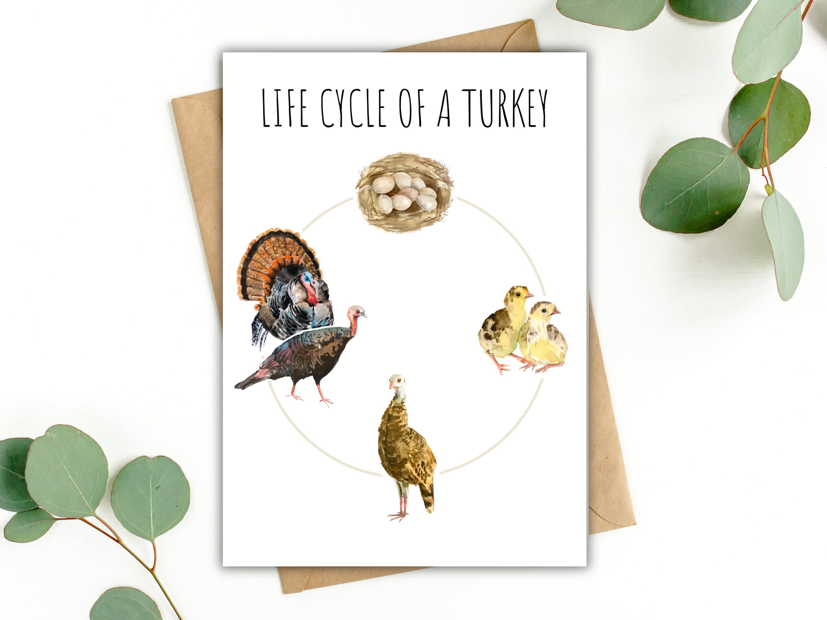 Life Cycle of a Turkey Homeschool Printable Montessori Resource Life ...