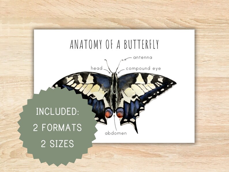 Anatomy of a Butterfly Homeschool Printable Montessori Resource Anatomy ...